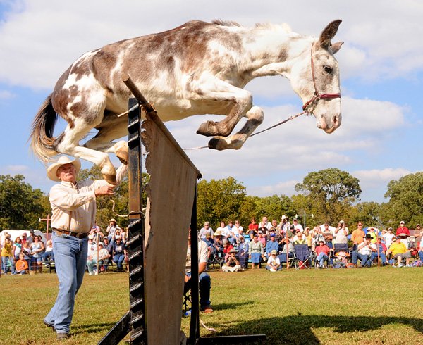 When Mules Fly | Northwest Arkansas Democrat-Gazette