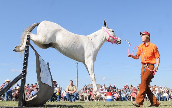 Mule Jump Competition A Family Tradition | Northwest Arkansas Democrat ...