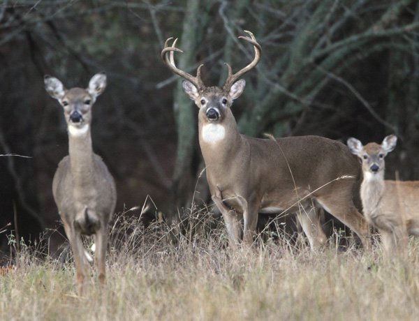 Deer Outlook Shines | Northwest Arkansas Democrat-Gazette