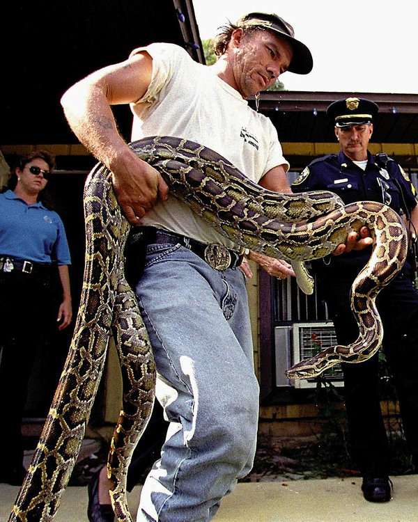 Snake whisperer wrangles python from lake | Northwest Arkansas Democrat ...