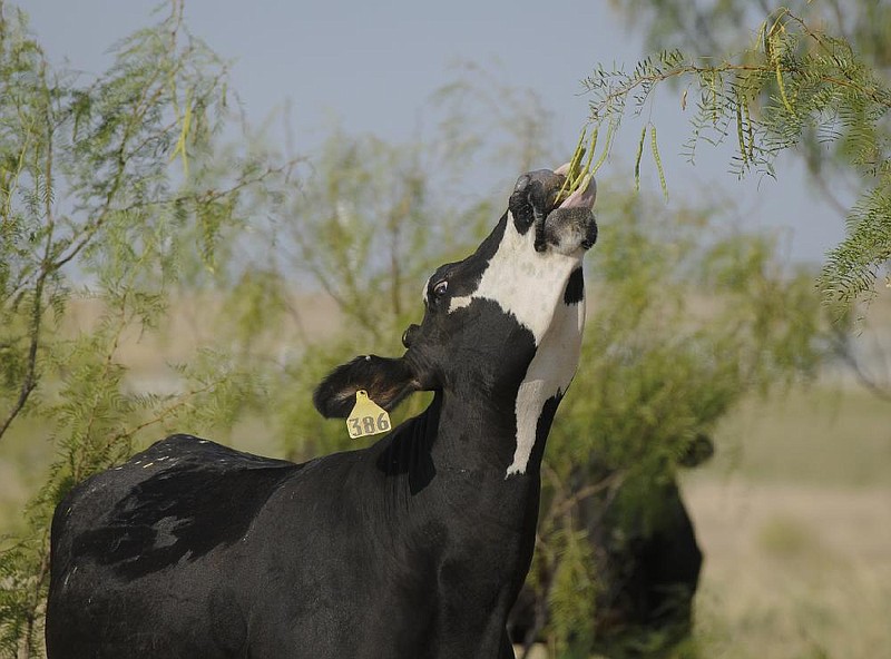 Prices of cows up by close of 2021 | The Arkansas Democrat-Gazette ...