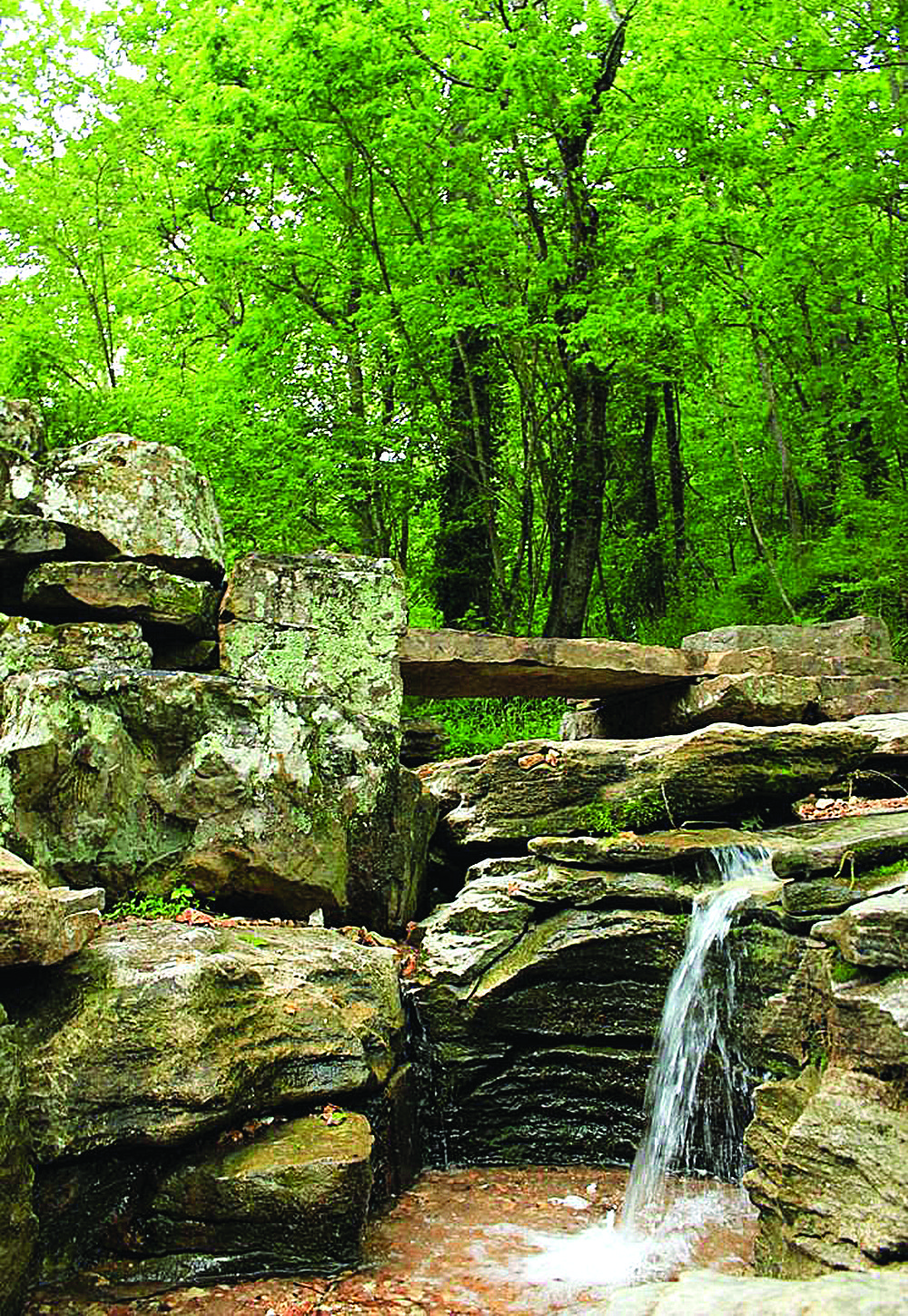 Crystal Bridges:Emphasizing preservation in every way
