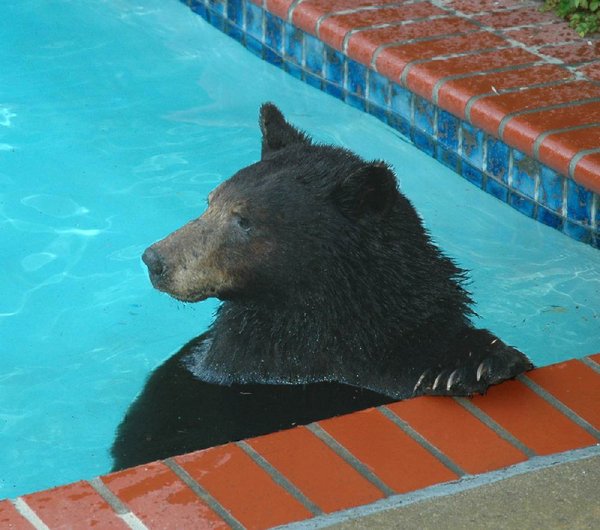 UCA trustees pick peripatetic bear as mascot
