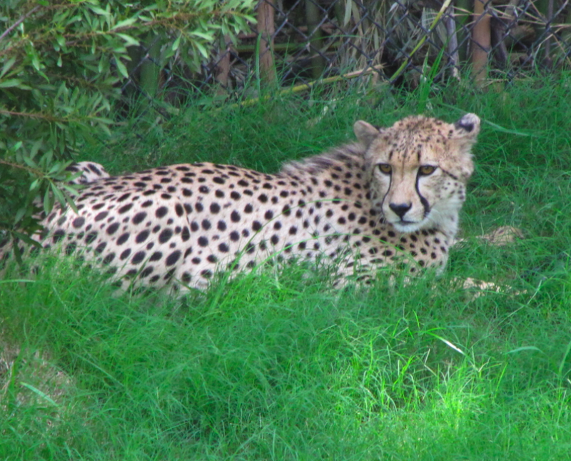 VIDEO: New cheetahs set to debut at LR Zoo | The Arkansas Democrat ...