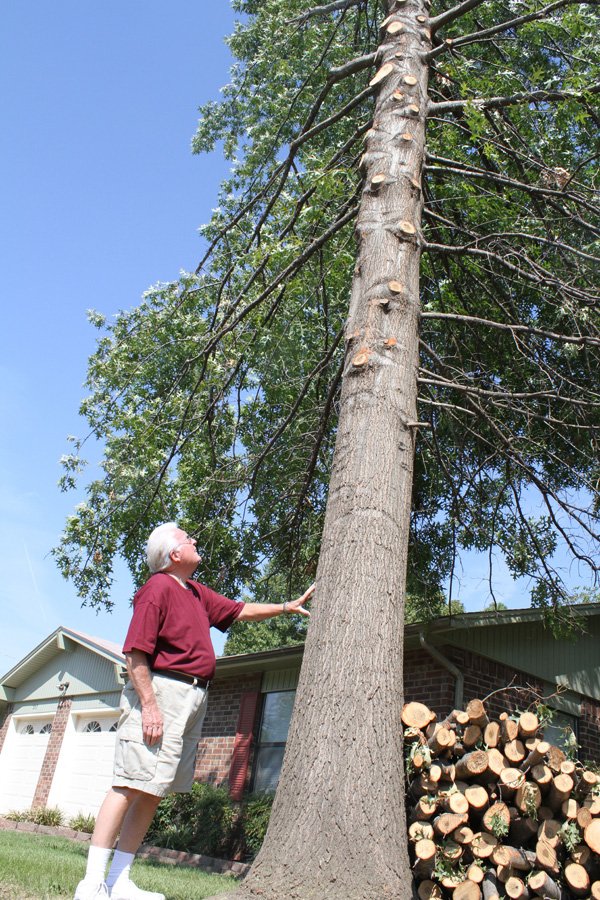 Tree Trimming Upsets Some Residents