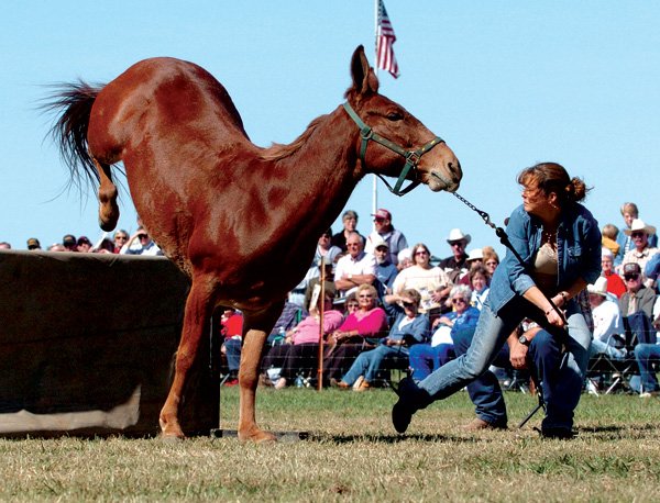 Mules Jumpin’, Dogs Huntin’ | Northwest Arkansas Democrat-Gazette