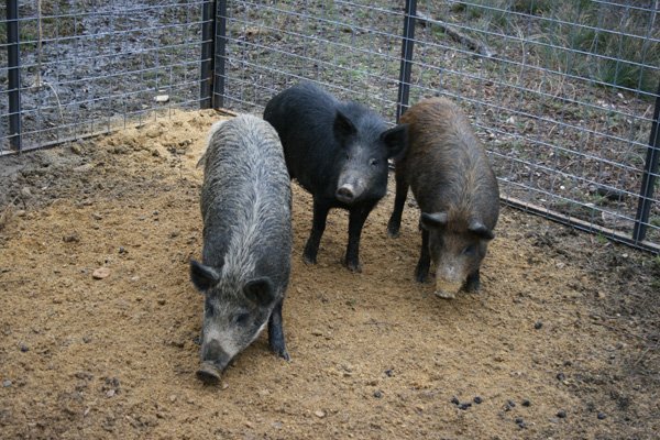 State’s hunt for feral hogs intensifying | Northwest Arkansas Democrat ...