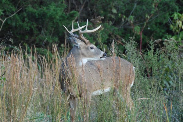 THE FLIP SIDE: Deer Season Review Brings Good News | Northwest Arkansas ...