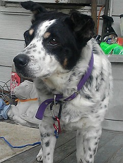 Search | The Arkansas Democrat-Gazette - Arkansas' Best News Source