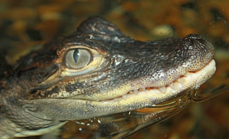 Say hello to an Arkansas native: The alligator | Northwest Arkansas ...