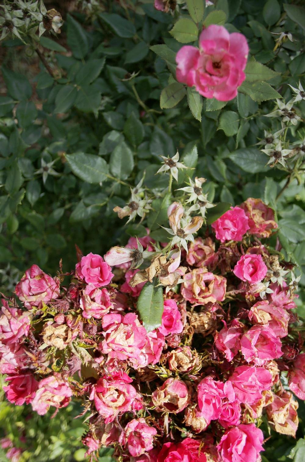 Deadly rose disease puzzling researchers