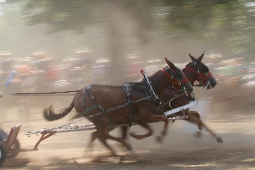 National Championship Chuckwagon Races