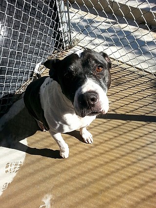 pitbull attacks another dog