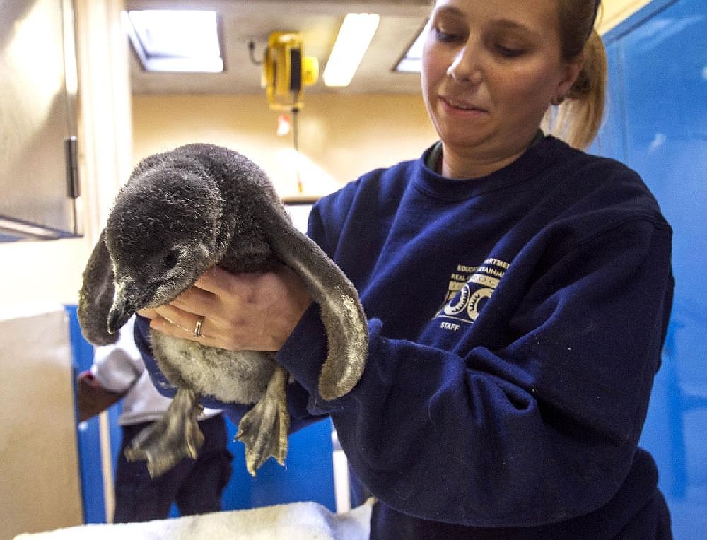 Penguin joins LR Zoo’s baby boom | The Arkansas Democrat-Gazette ...