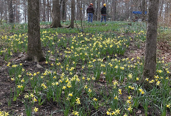 Daffodil Hill | Hot Springs Sentinel Record