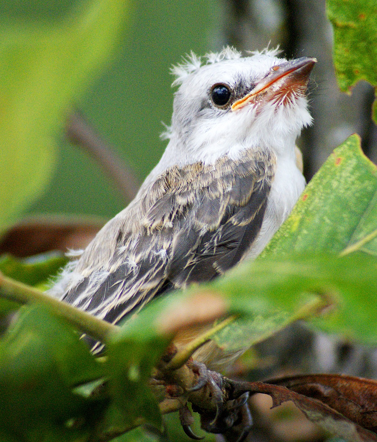 Fledgling Birds | Westside Eagle Observer