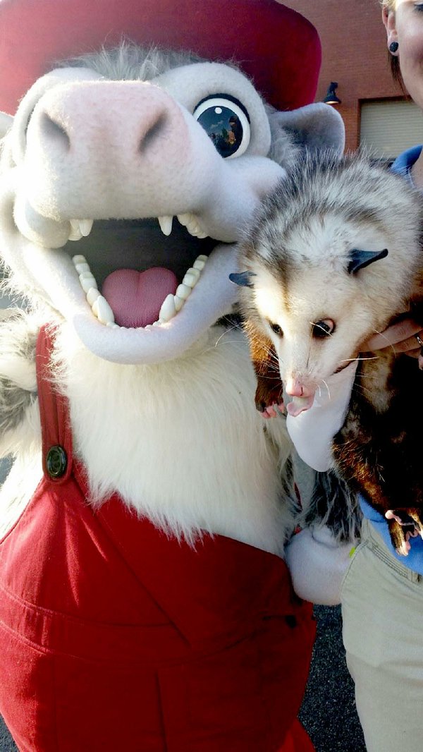 Possums pack plenty o’possibilities
