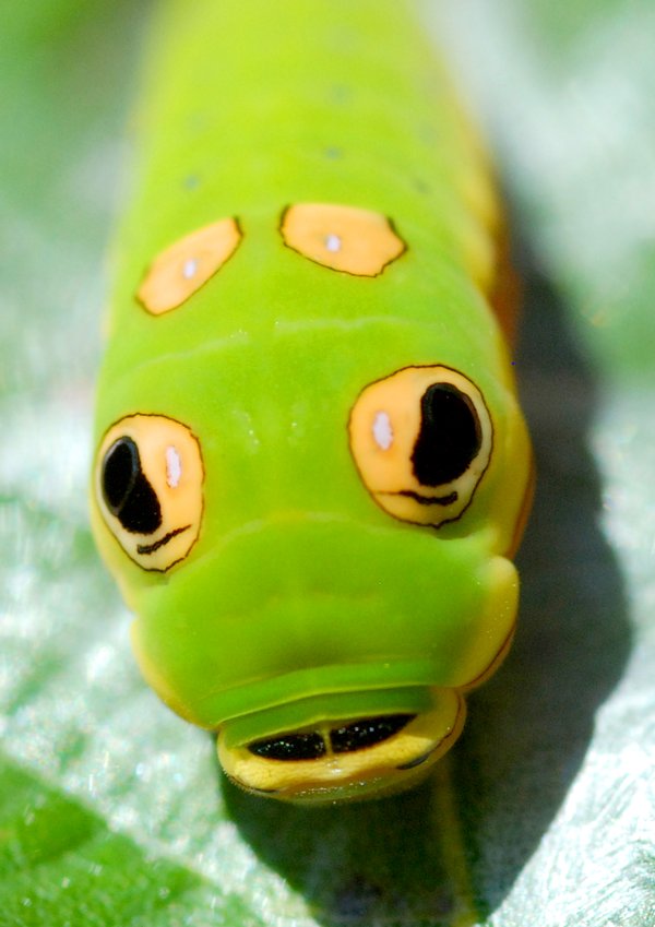 Spicebush Swallowtail Caterpillar | Westside Eagle Observer