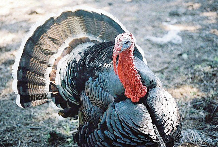 Youth turkey hunt sees harvest increase | Northwest Arkansas Democrat ...