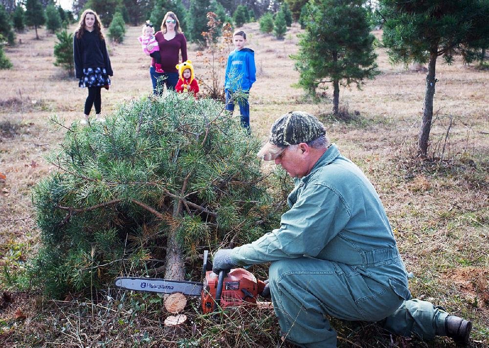 Yule tree farms ebbing, adapting in state