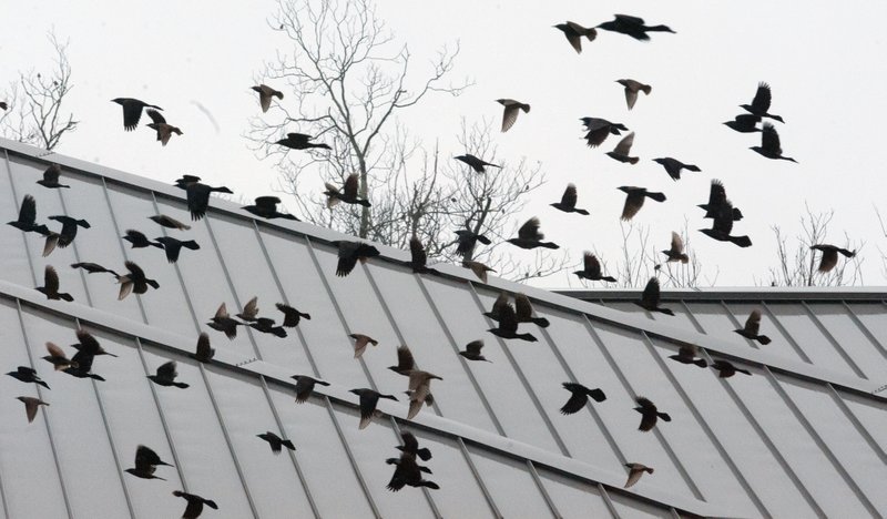 Birds of a feather | El Dorado News