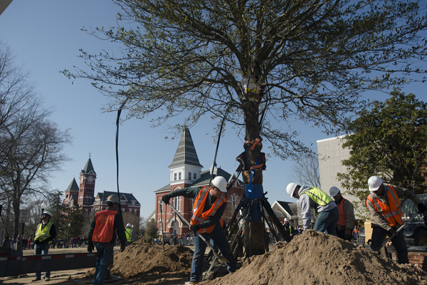WholeHogSports - Auburn plants oaks to replace trees killed by Alabama fan