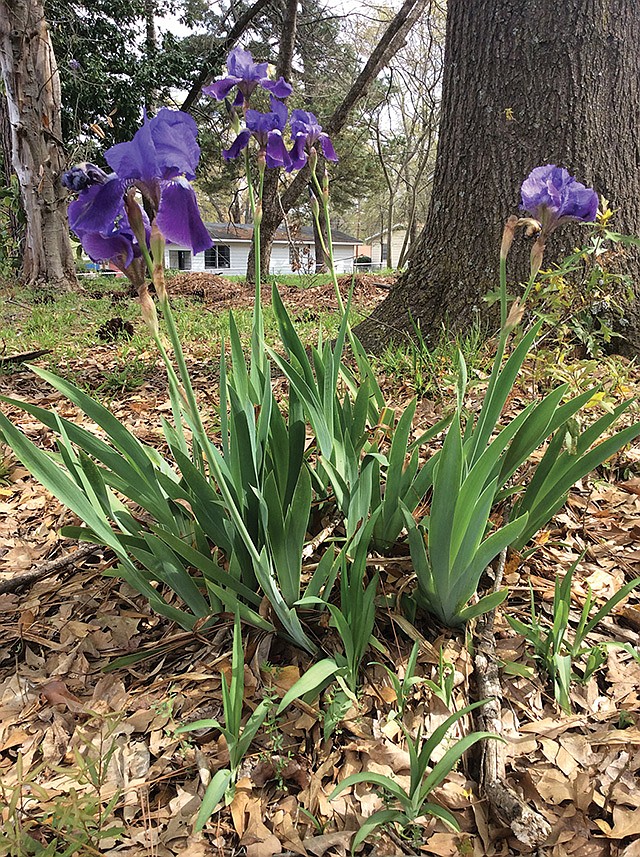 COLORFUL IRIS | Magnolia Banner News