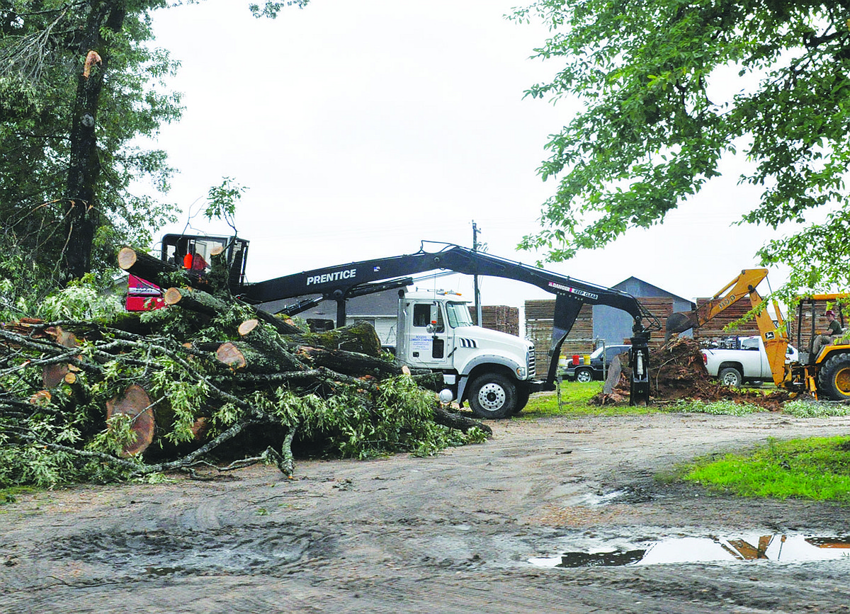 Fallen tree | Camden News