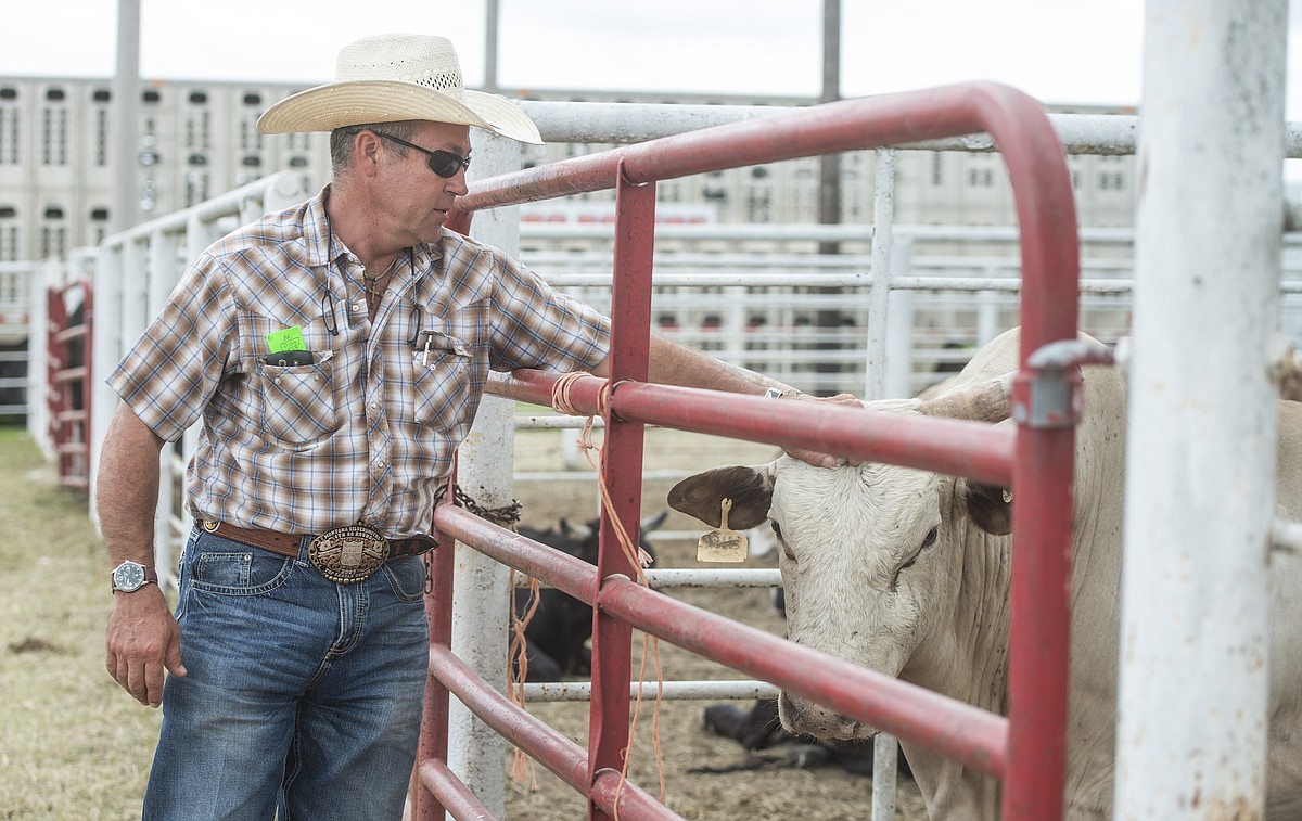 All bull: Stock superintendent shares facts about Springdale rodeo's ...
