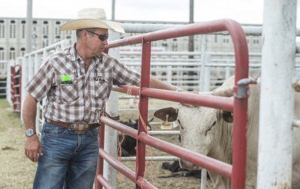 All bull: Stock superintendent shares facts about Springdale rodeo's ...