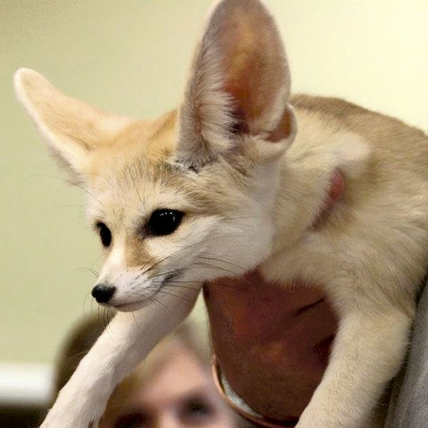 Underdogs: Ordinary animals with extraordinary adaptations