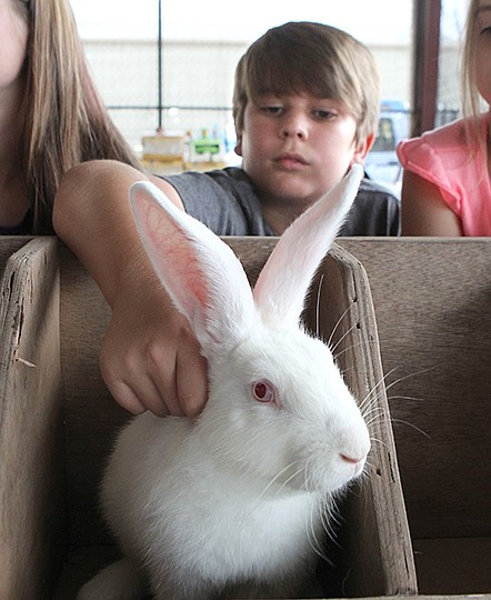 'Hare-raising' experience at fair | Hot Springs Sentinel Record