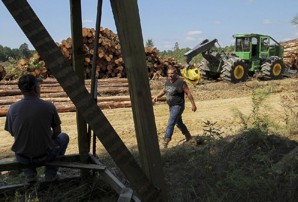 Timber glut worries state loggers