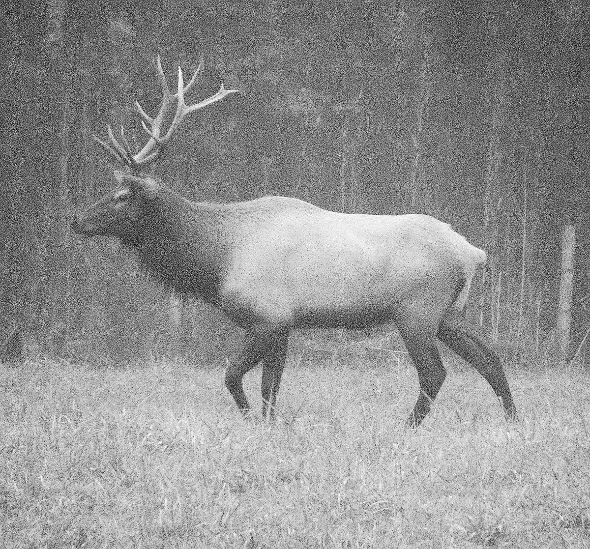 Day trip to Ponca area provides elk viewing opportunities | Westside ...