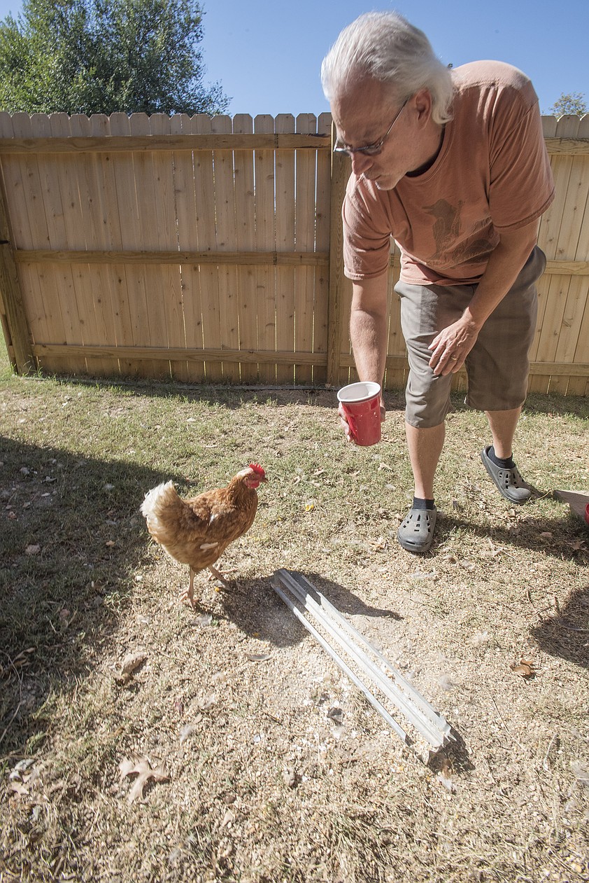 Rogers changes chicken law to allow backyard roaming | Northwest ...