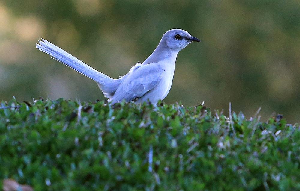 White mockingbird frequenting Little Rock yard isn’t albino, but it’s ...