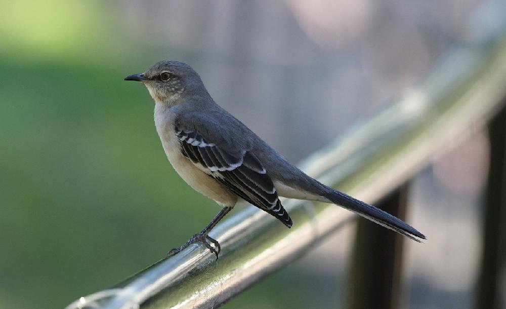 White mockingbird frequenting Little Rock yard isn’t albino, but it’s ...