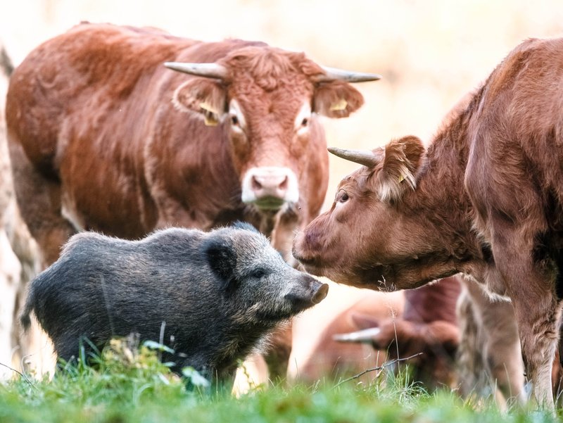 PHOTOS: Wild boar nicknamed Banana adopted by herd of cattle | The ...