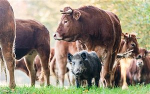 PHOTOS: Wild boar nicknamed Banana adopted by herd of cattle