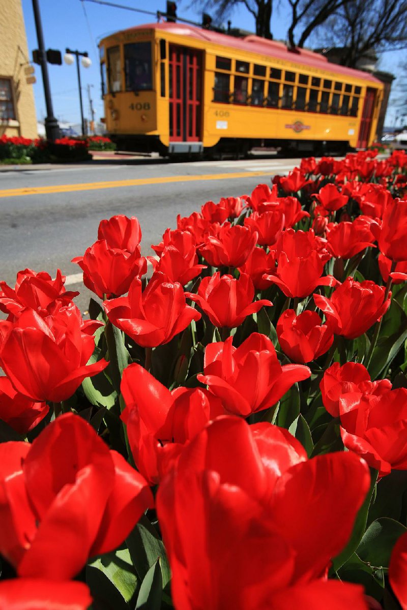 Tantalizing tulips | Northwest Arkansas Democrat-Gazette