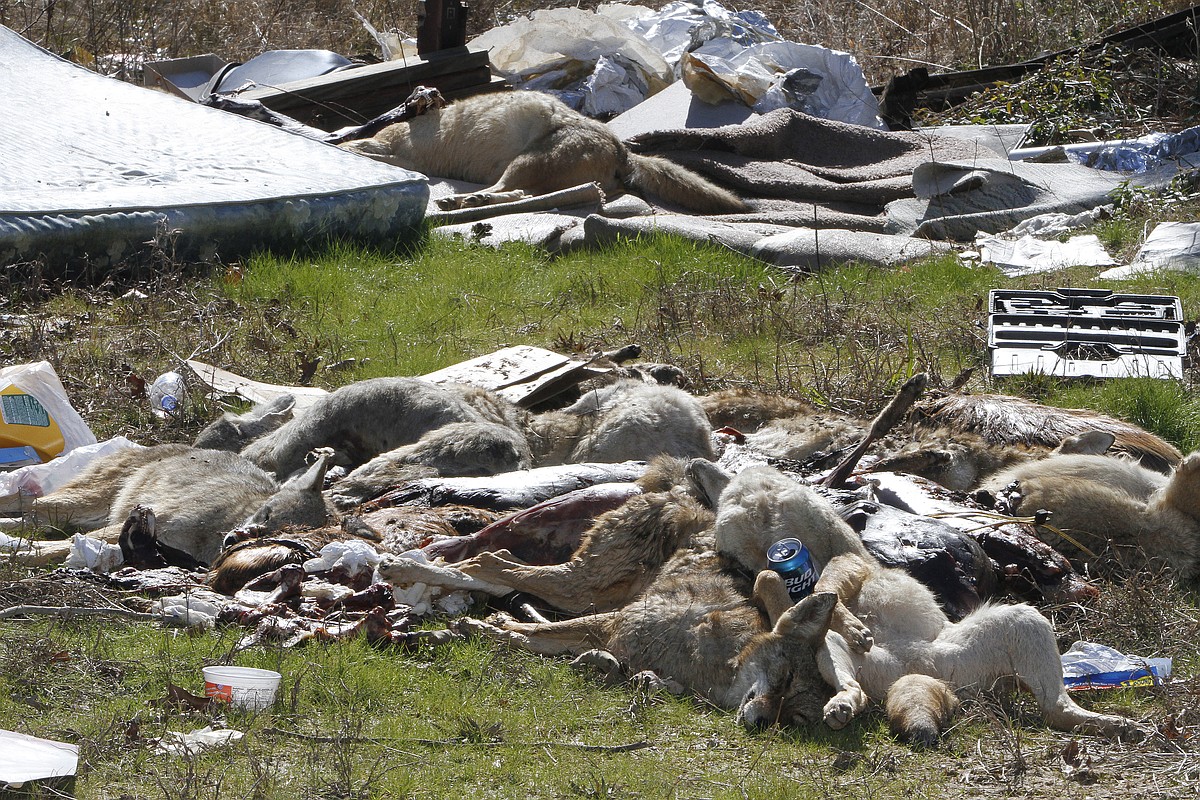 Animals unlawfully dumped in county | El Dorado News