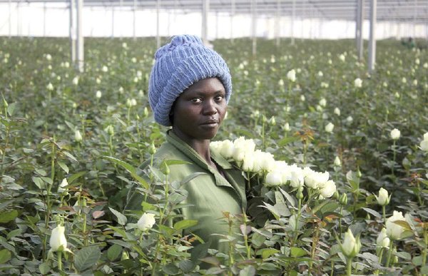 For U.S. sweethearts, Kenya roses