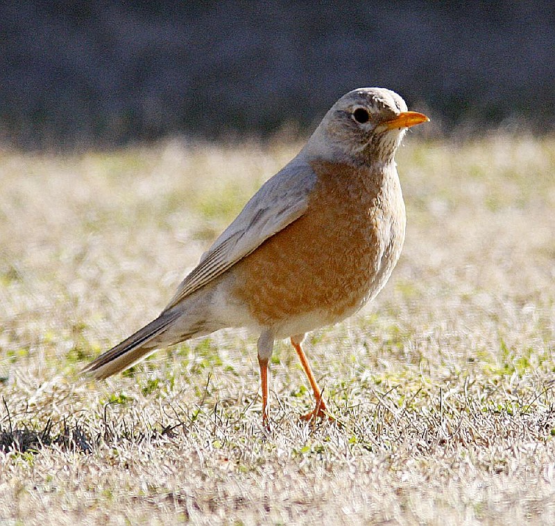 Audubon merges Arkansas, Louisiana, Mississippi offices | The Arkansas ...