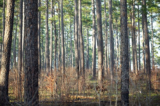 Shortleaf pine/bluestem area offers glimpse of native forest land