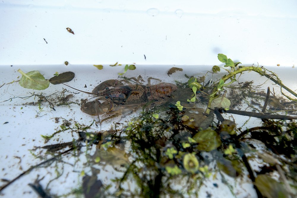 VIDEO: Students study stream for presence of organisms