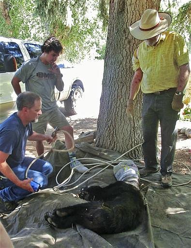 PHOTO: Man lassoes bear with head stuck in big plastic container ...