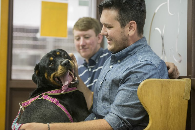 Animal euthanization drops in Springdale | Northwest Arkansas Democrat ...