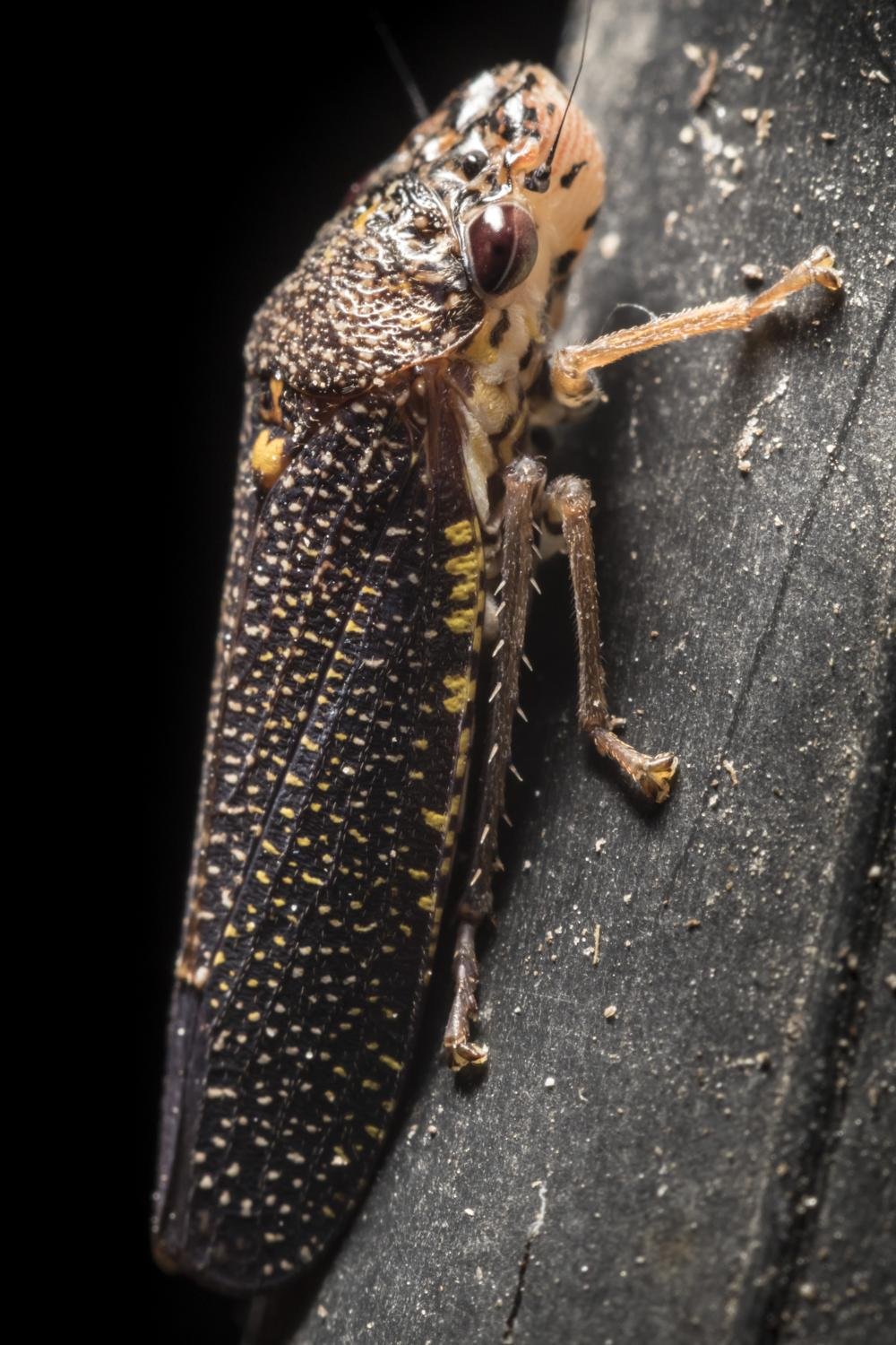 UP CLOSE: Central Arkansas bugs