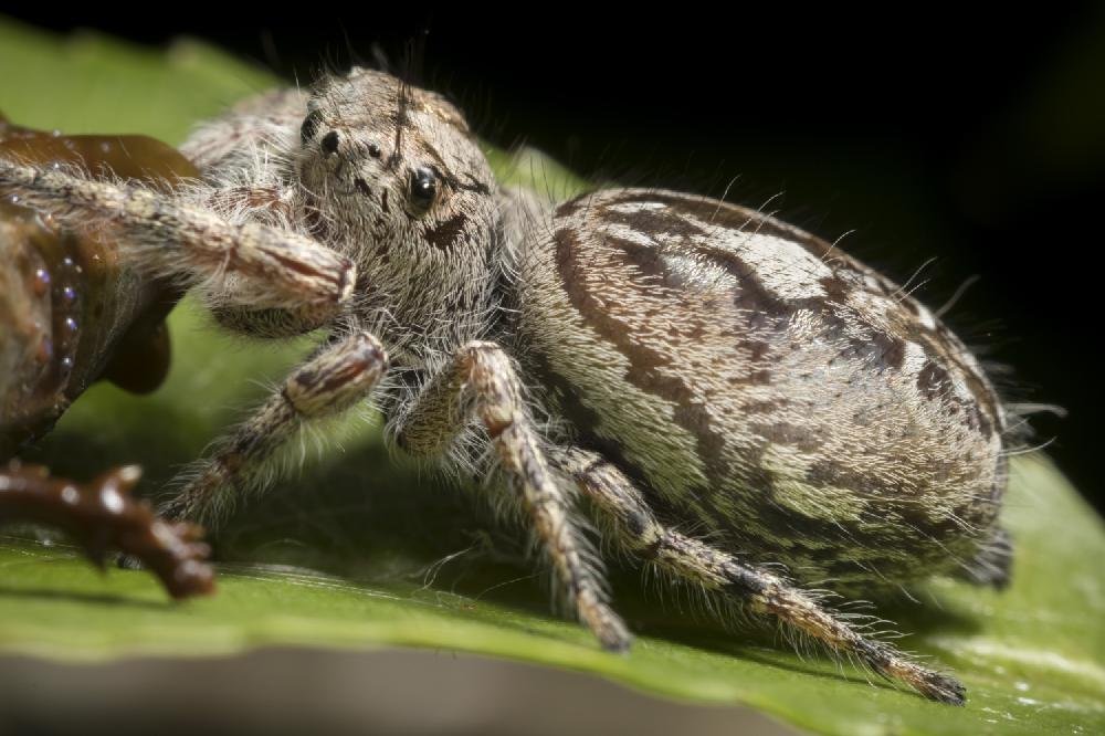 UP CLOSE: Central Arkansas bugs