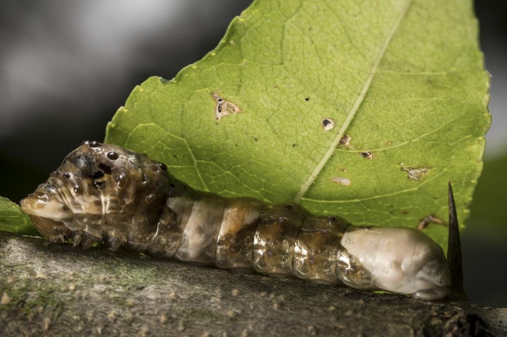 UP CLOSE: Central Arkansas bugs